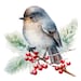 20 Various Christmas Birds Clipart, Robin, Printable Watercolor Clipart ...
