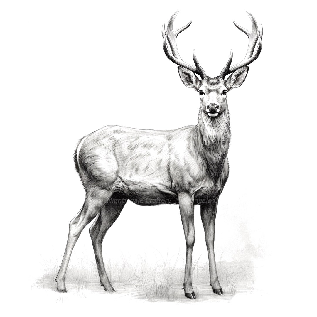10 Red Deer in Line Art Clipart, BW, Stag, Printable Watercolor Clipart ...