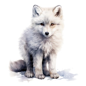 12 Arctic Fox Clipart, Printable Watercolor Clipart, High Quality Jpgs ...