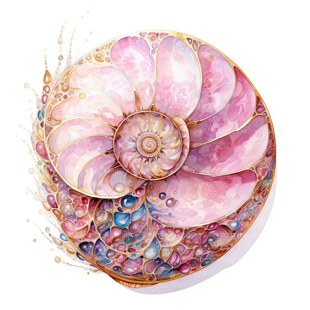 14 Abstract Paua Shells Clipart Spiral Shells Printable - Etsy