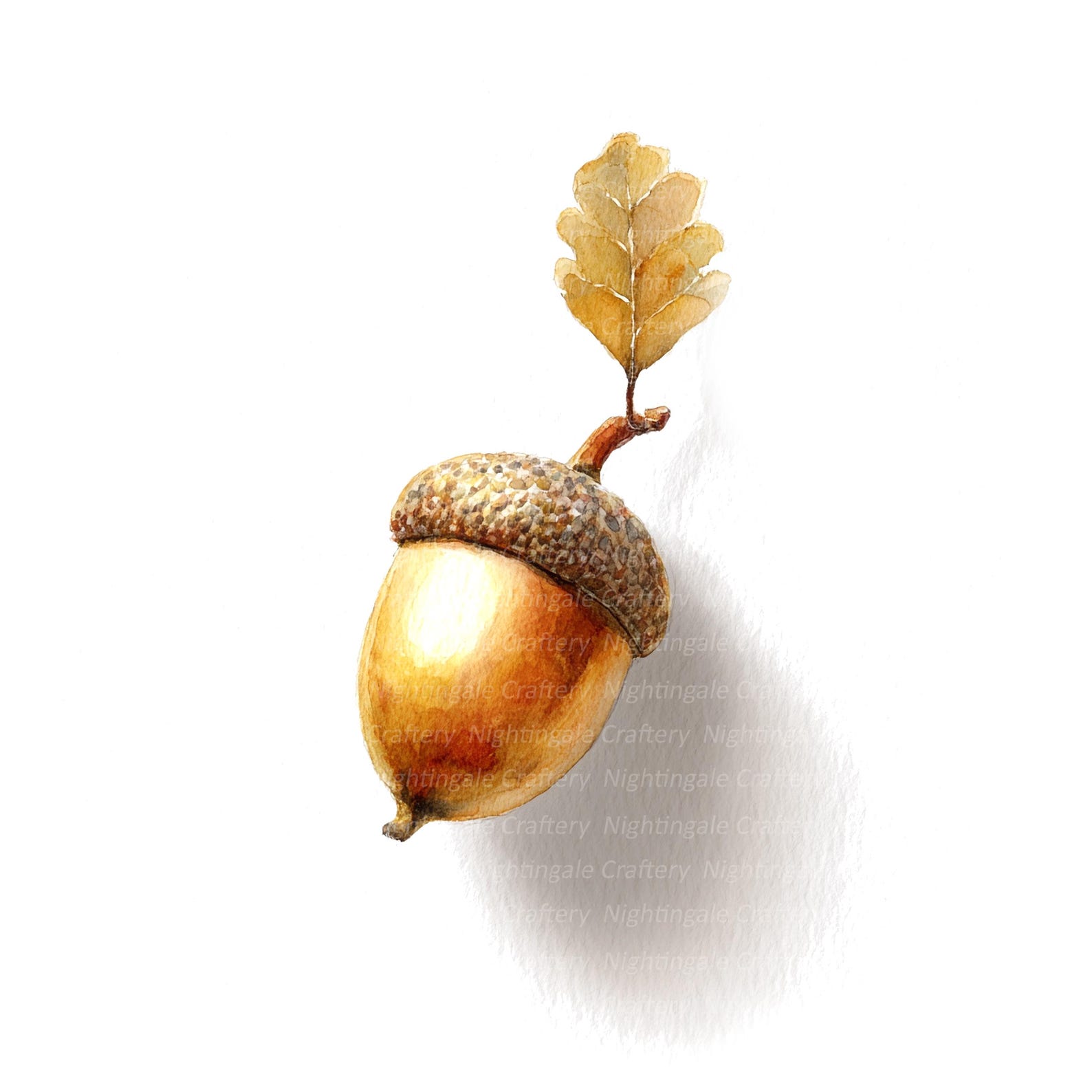 13 Golden Acorn Clipart, Autumn Clipart, Printable Watercolor Clipart ...