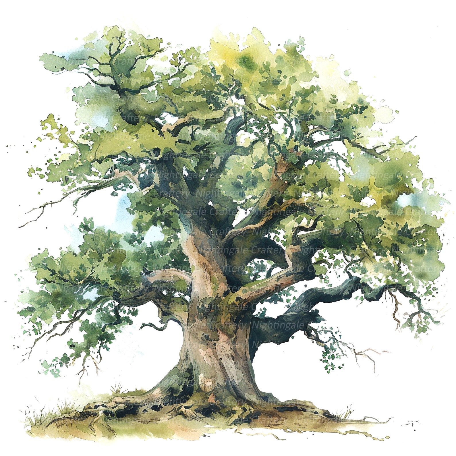 12 Oak Tree Clipart, Oak Clipart, Autumn Oak, Printable Watercolor ...