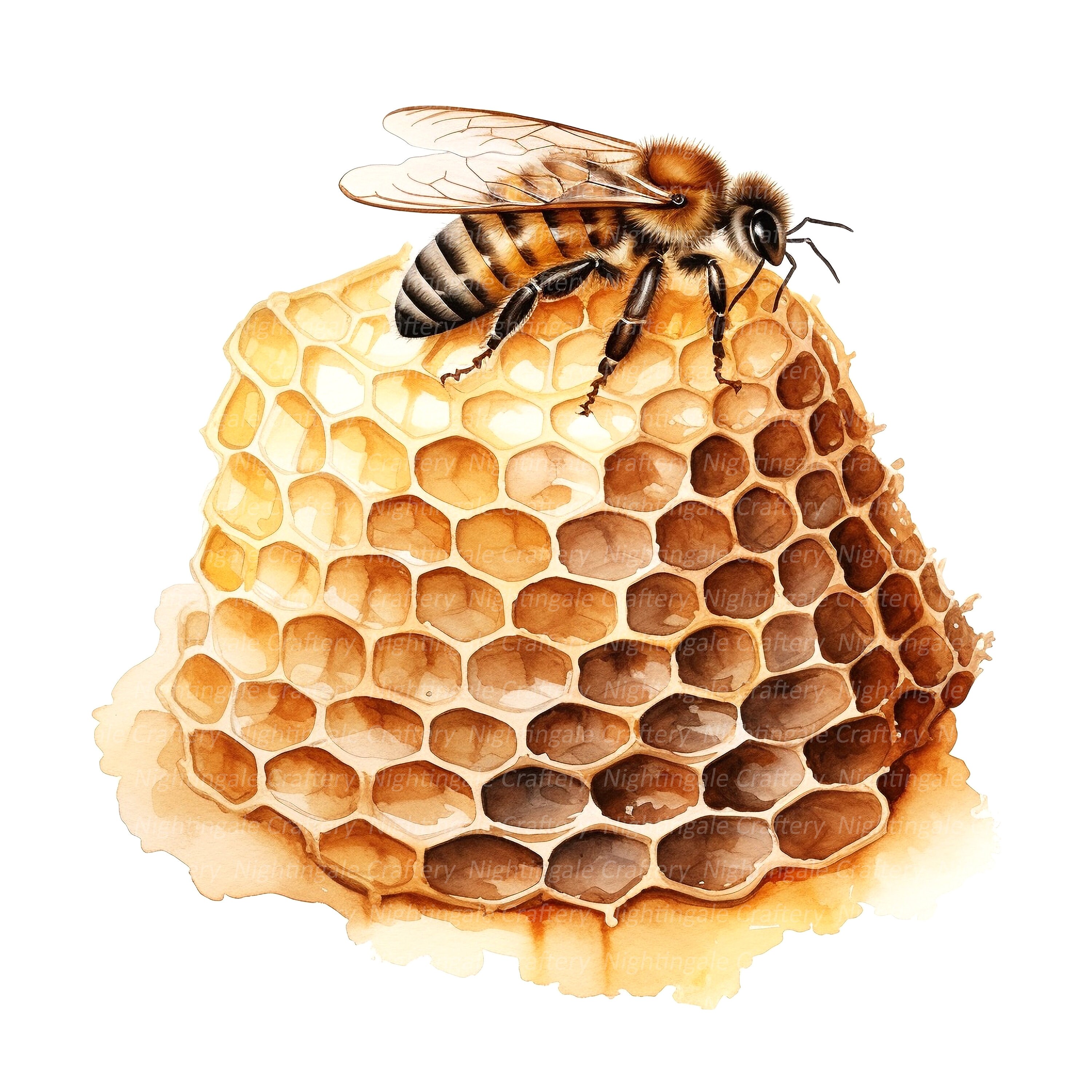 12 Bees Clipart, Honey Clipart, Beehive, Printable Watercolor Clipart ...