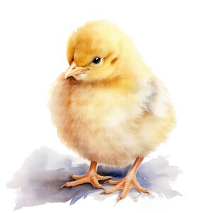 12 Chick Hatching Clipart, Egg Hatching, Printable Watercolor Clipart ...