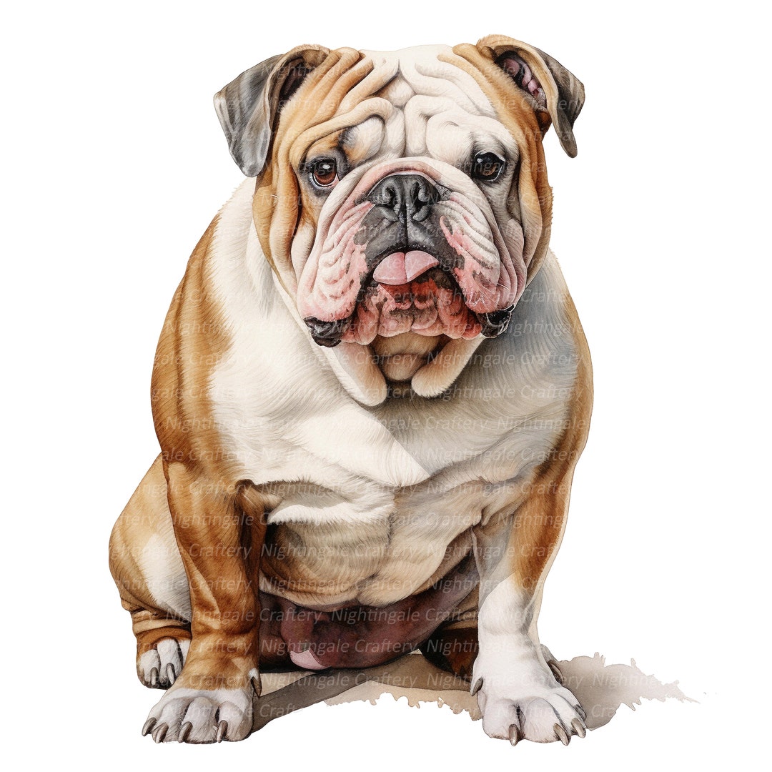 10 English Bulldog Clipart, Printable Watercolor Clipart, High Quality ...