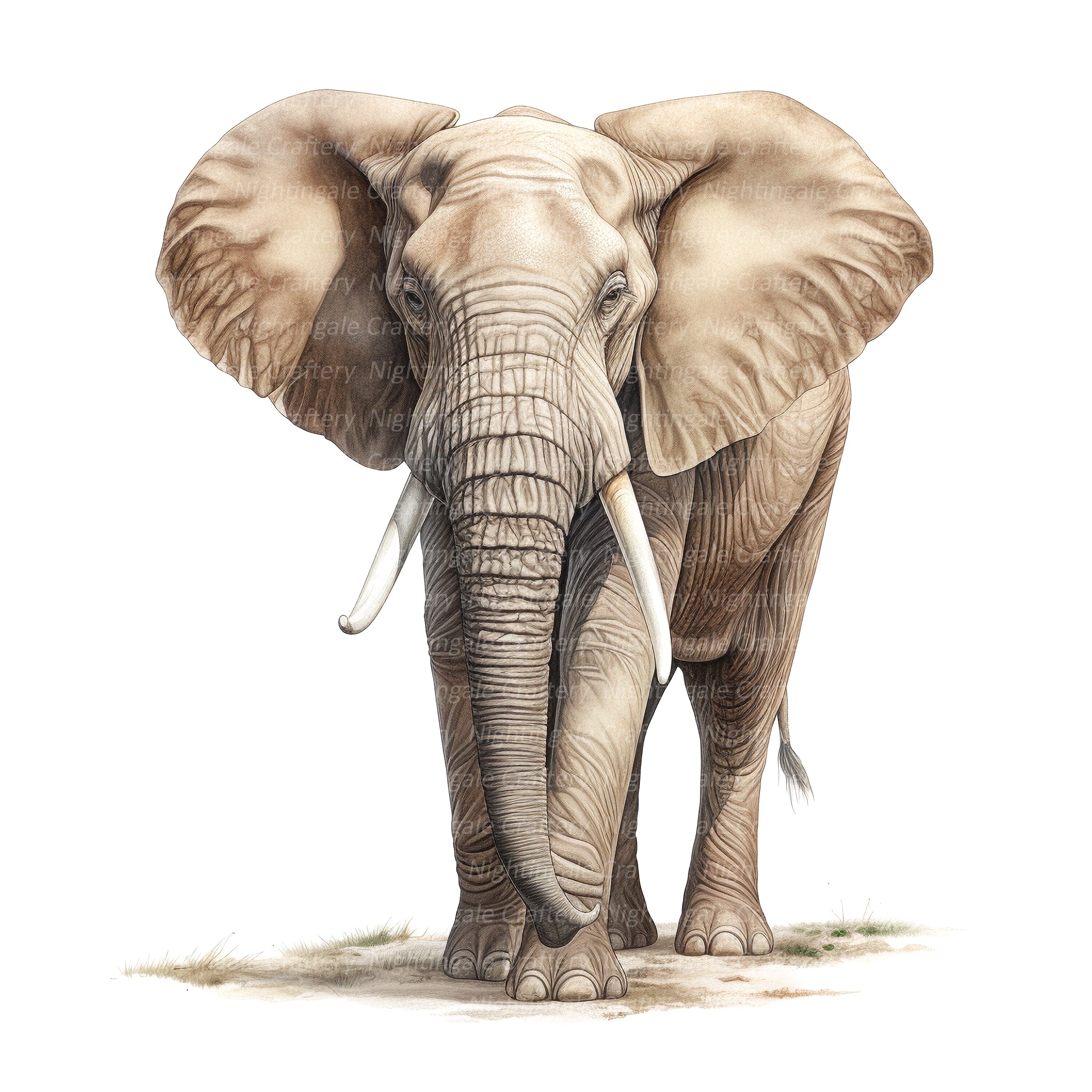 10 Elephant Clipart Watercolor Elephant Printable Watercolor - Etsy