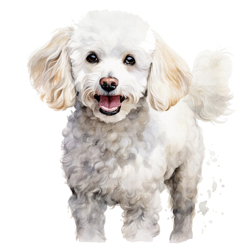 12 Poodle Clipart, Pudel Clipart, Printable Watercolor Clipart, High ...