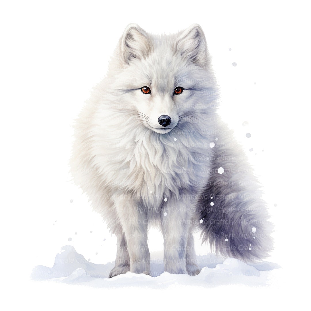 12 Arctic Fox Clipart, Printable Watercolor Clipart, High Quality Jpgs ...