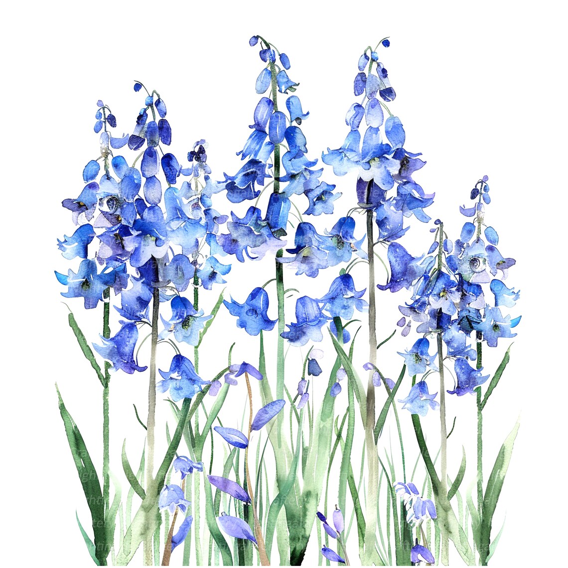 12 Bluebells Clipart, Watercolor Bluebells, Printable Watercolor ...