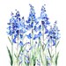 12 Bluebells Clipart, Watercolor Bluebells, Printable Watercolor ...