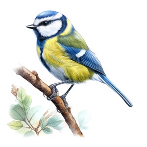 8 Blue Tit Bird Clipart, Eurasian Blue Tit, Printable Watercolor ...