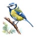 8 Blue Tit Bird Clipart, Eurasian Blue Tit, Printable Watercolor ...