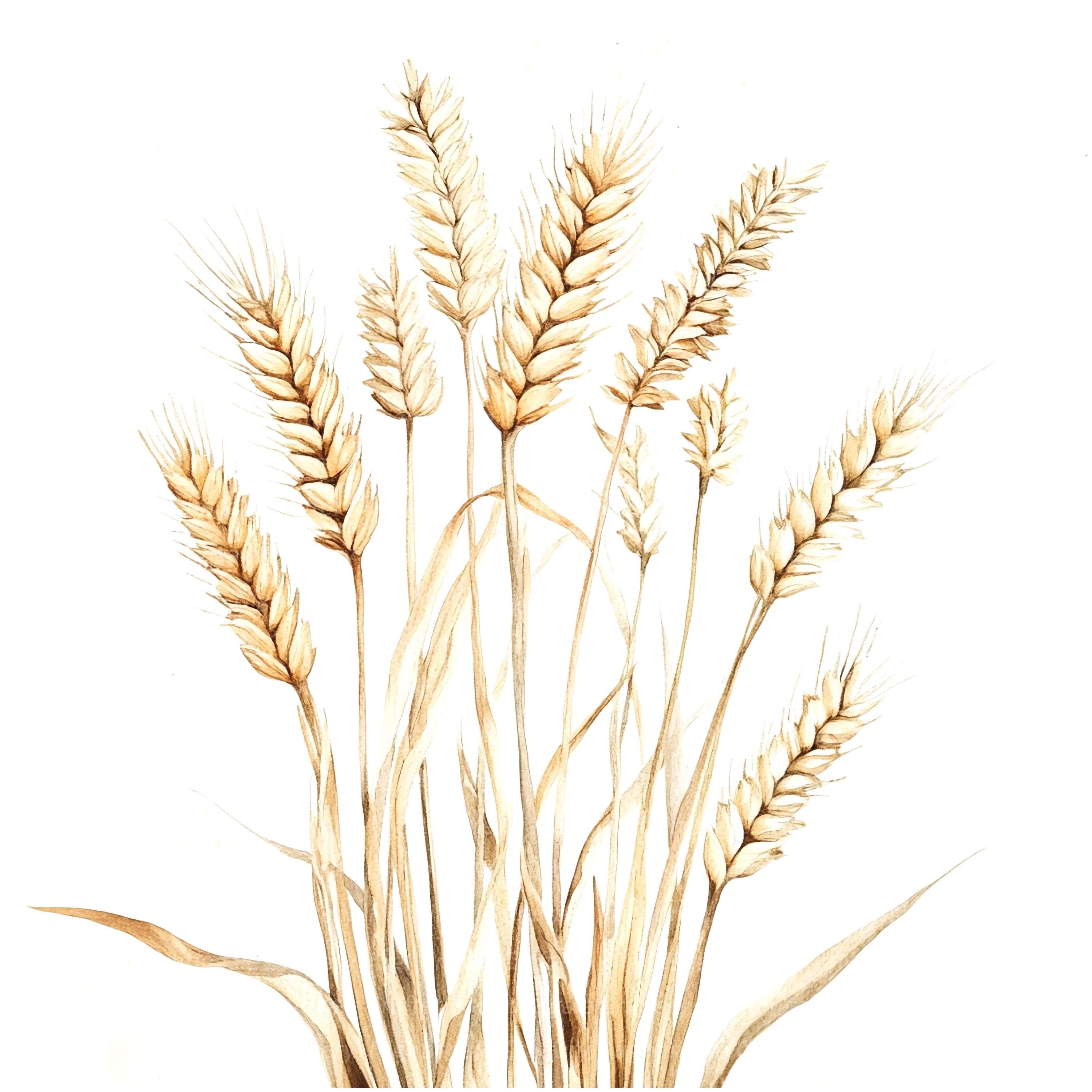 11 Boho Wheat Barley Stalks, Wheat Wall Art, High Quality JPG/PNG ...