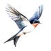 12 Swallow Clipart, Swallow Bird, Printable Watercolor Clipart, High ...