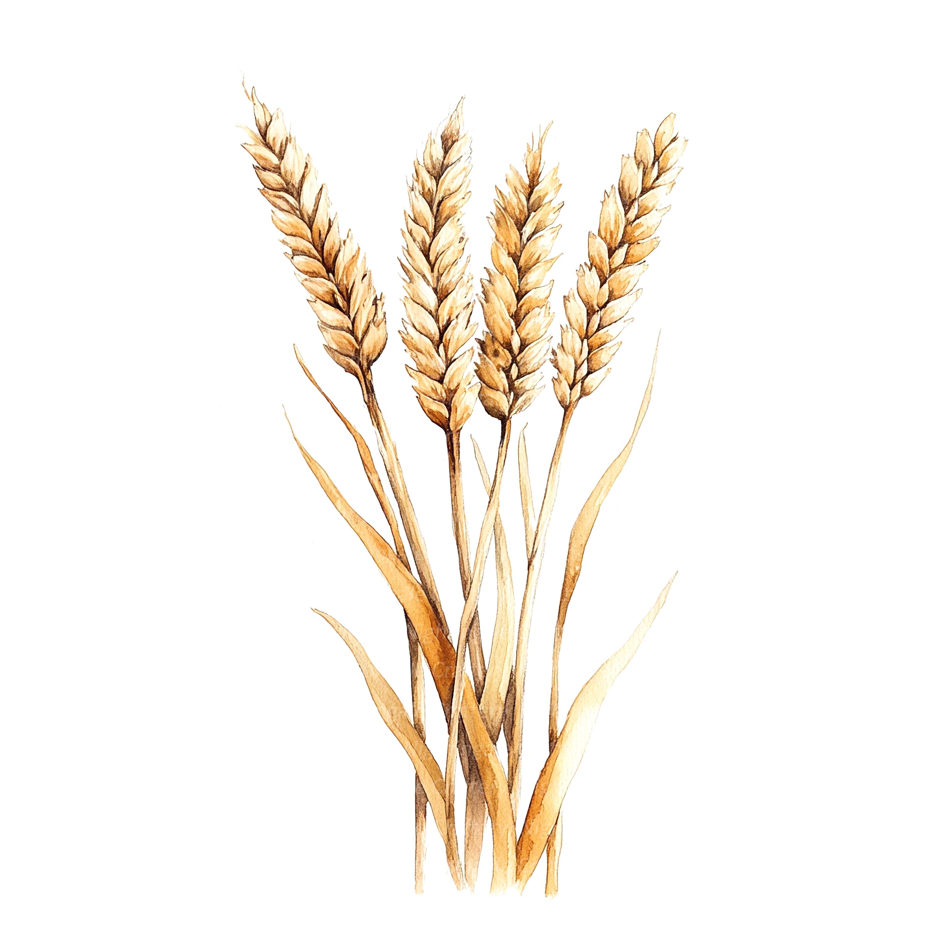 11 Boho Wheat Barley Stalks, Wheat Wall Art, High Quality JPG/PNG ...