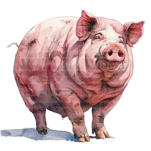 12 Fat Pig Clipart, Big Pig, Printable Watercolor Clipart, High Quality ...