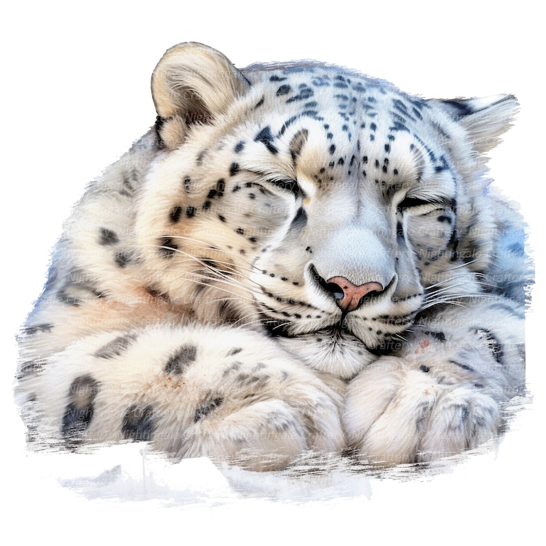 12 Snow Leopard Clipart Printable Watercolor Clipart 12 High - Etsy