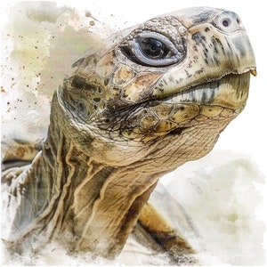 10 Old Turtle Clipart, Vintage Turtle, Printable Watercolor Clipart ...