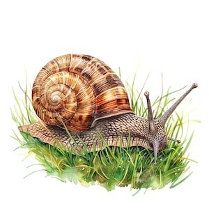 11 Snail Clipart, Snail Illustration, Printable Watercolor Clipart ...