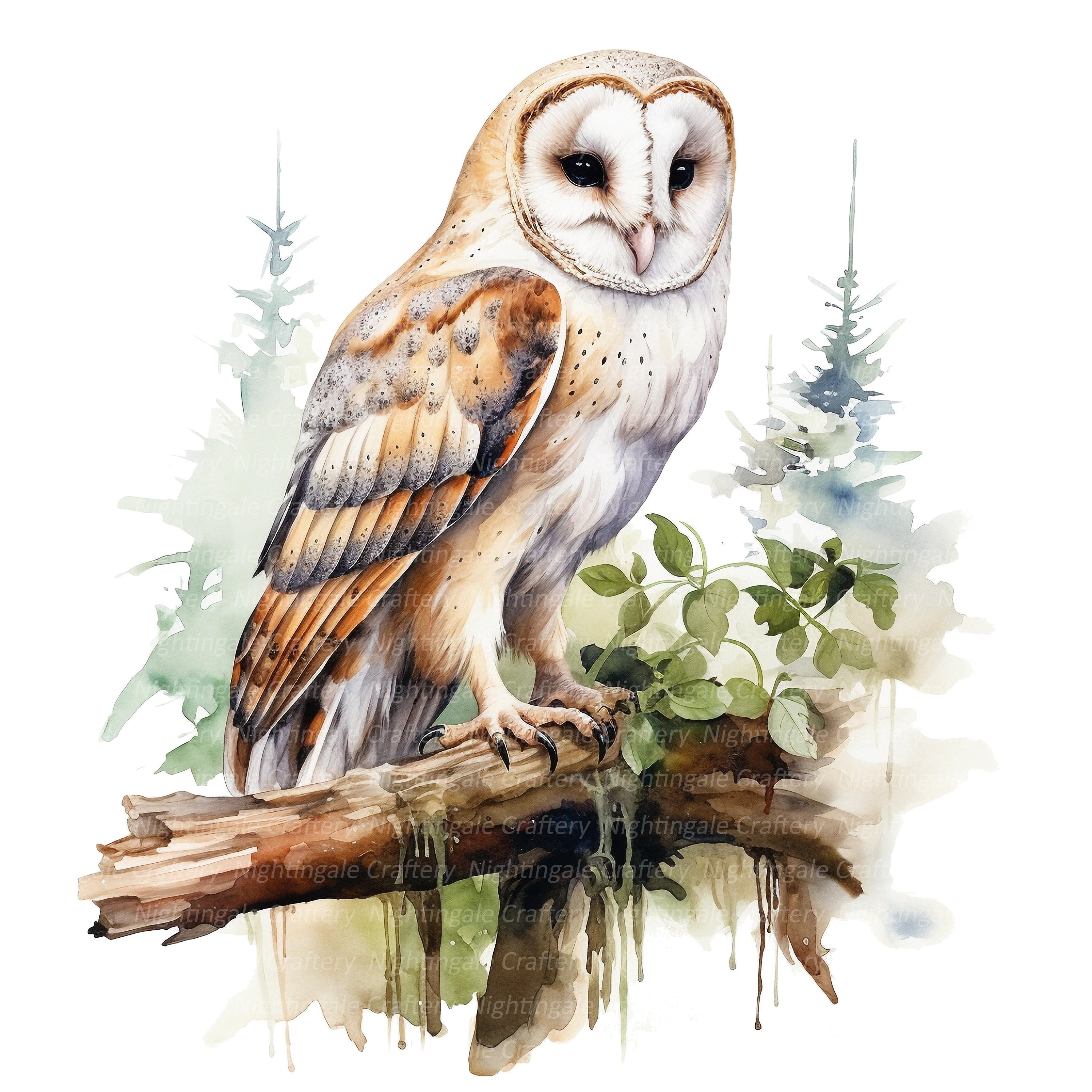12 Snow Owl Clipart, Barn Owl Clipart, Cute Owl, Digital Clipart ...