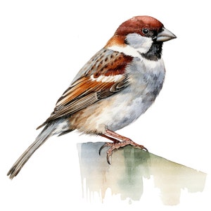 10 Sparrow Clipart, Sparrow Bird, Printable Watercolor Clipart, High ...