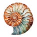 8 Ammonite Fossil Clipart, Fossils Clipart, Printable Watercolor ...
