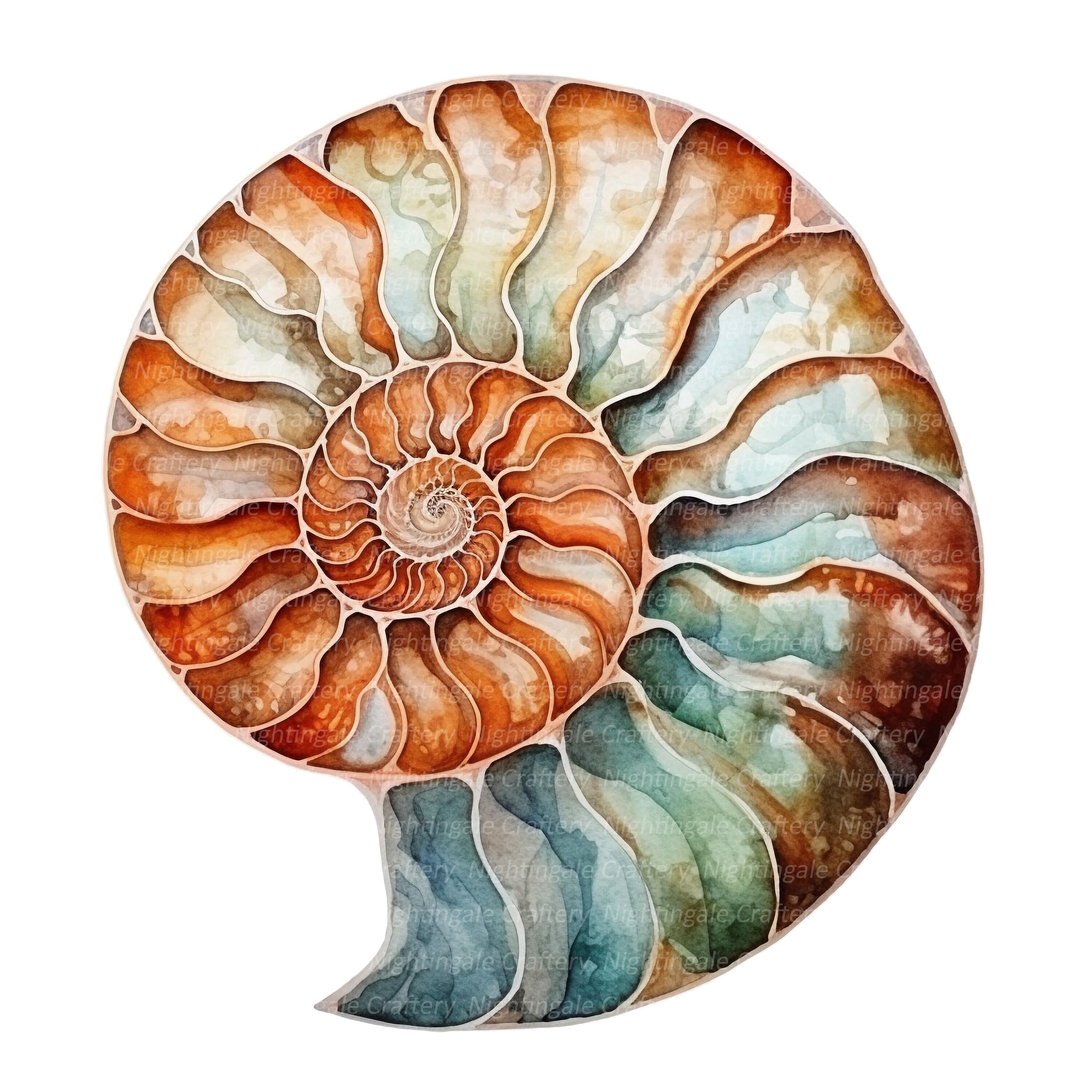 8 Ammonite Fossil Clipart, Fossils Clipart, Printable Watercolor ...