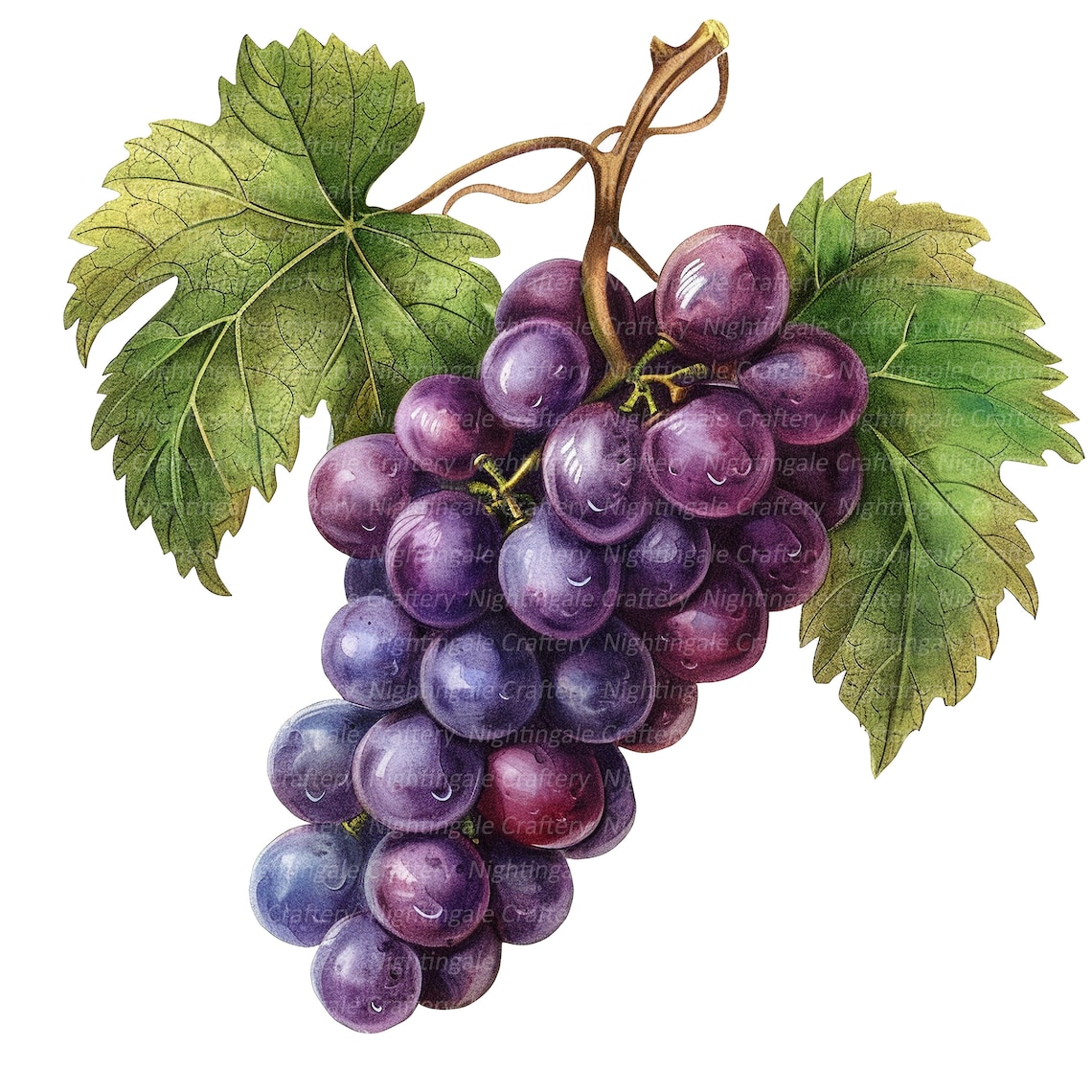10 Bunch of Grapes Clipart, Bundle of Grapes, Printable Watercolor ...