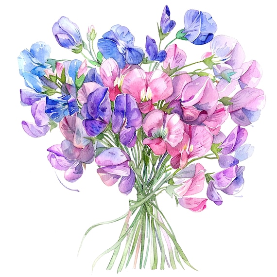 Sweet Pea Clipart
