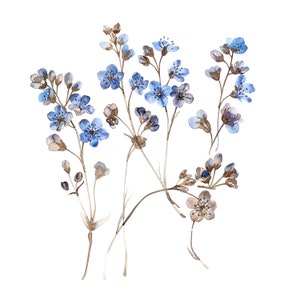10 Dried Forget Me Not Clipart, Forget-me-not, Printable Watercolor ...