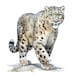 12 Snow Leopard Clipart, Printable Watercolor Clipart, 12 High Quality ...