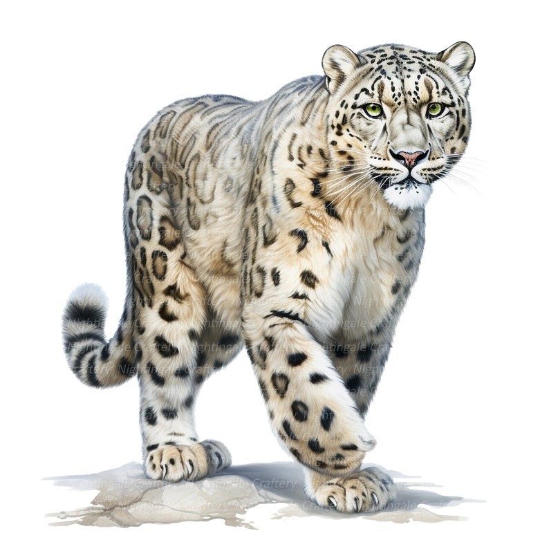 12 Snow Leopard Clipart Printable Watercolor Clipart 12 High - Etsy