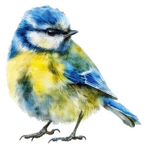 10 Blue Tit Bird Clipart Set 2, Eurasian Blue Tit, Printable Watercolor ...