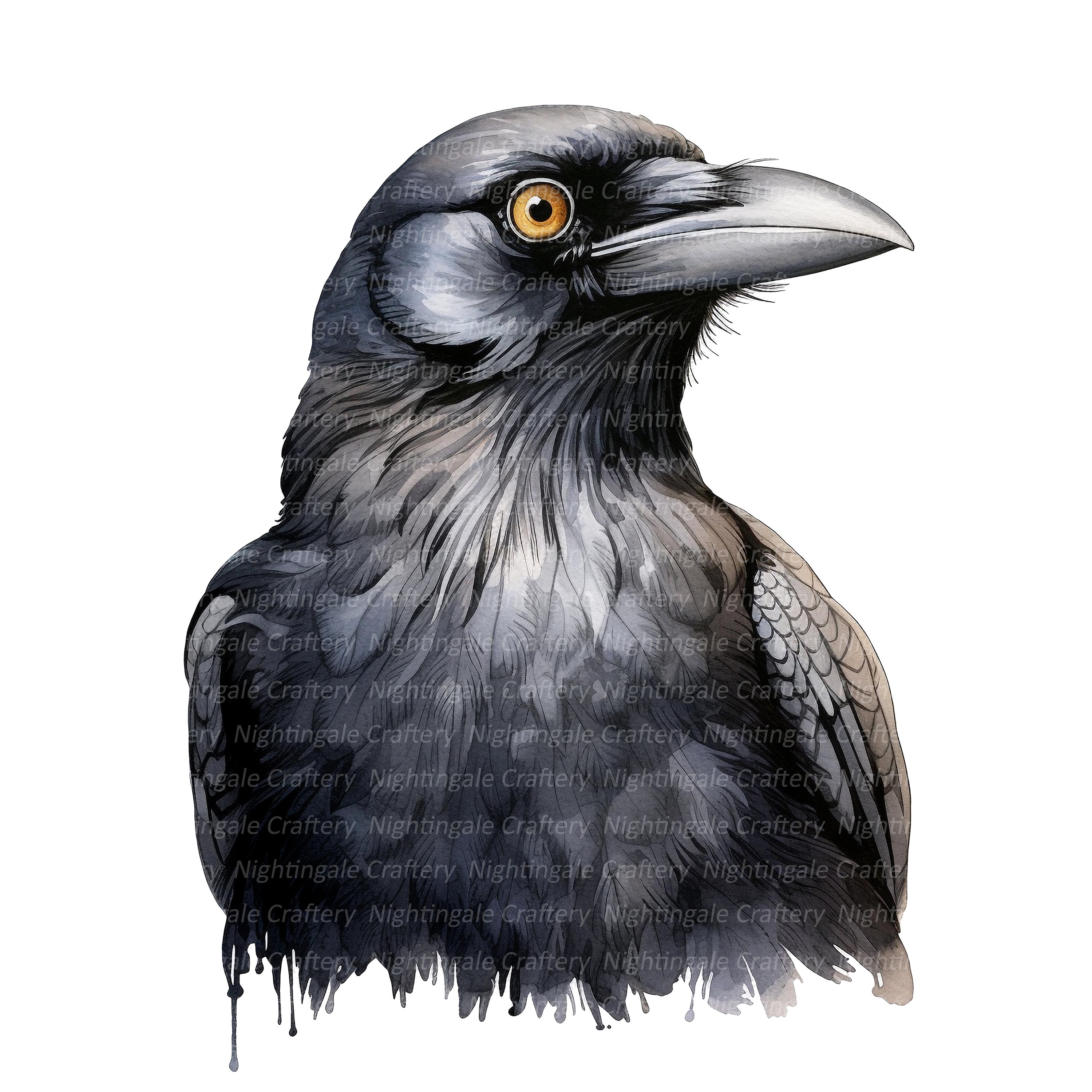 12 Common Raven Crow Clipart Crow Close Up Printable - Etsy