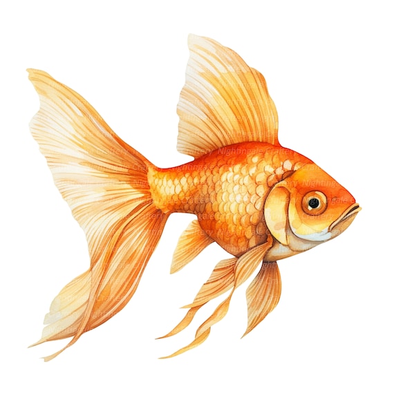 Gold Fish Clip Art