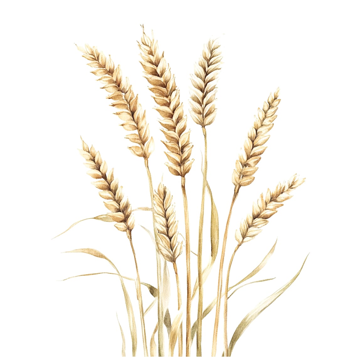 11 Boho Wheat Barley Stalks, Wheat Wall Art, High Quality JPG/PNG ...