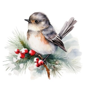 20 Various Christmas Birds Clipart, Robin, Printable Watercolor Clipart ...