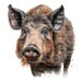 Wild Boar Close up Clipart, Printable Watercolor Clipart, 8 High ...