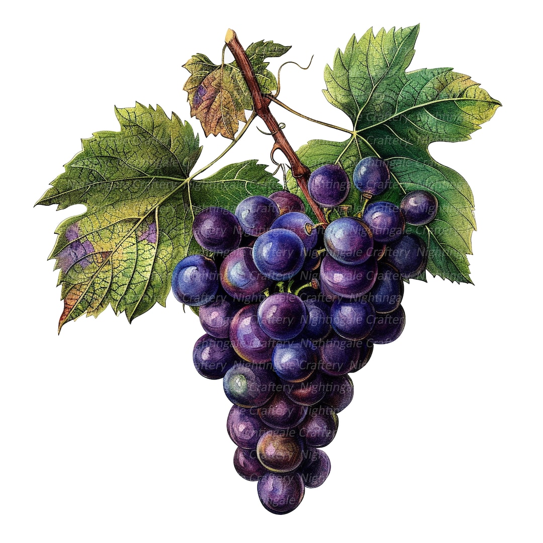 10 Bunch of Grapes Clipart, Bundle of Grapes, Printable Watercolor ...