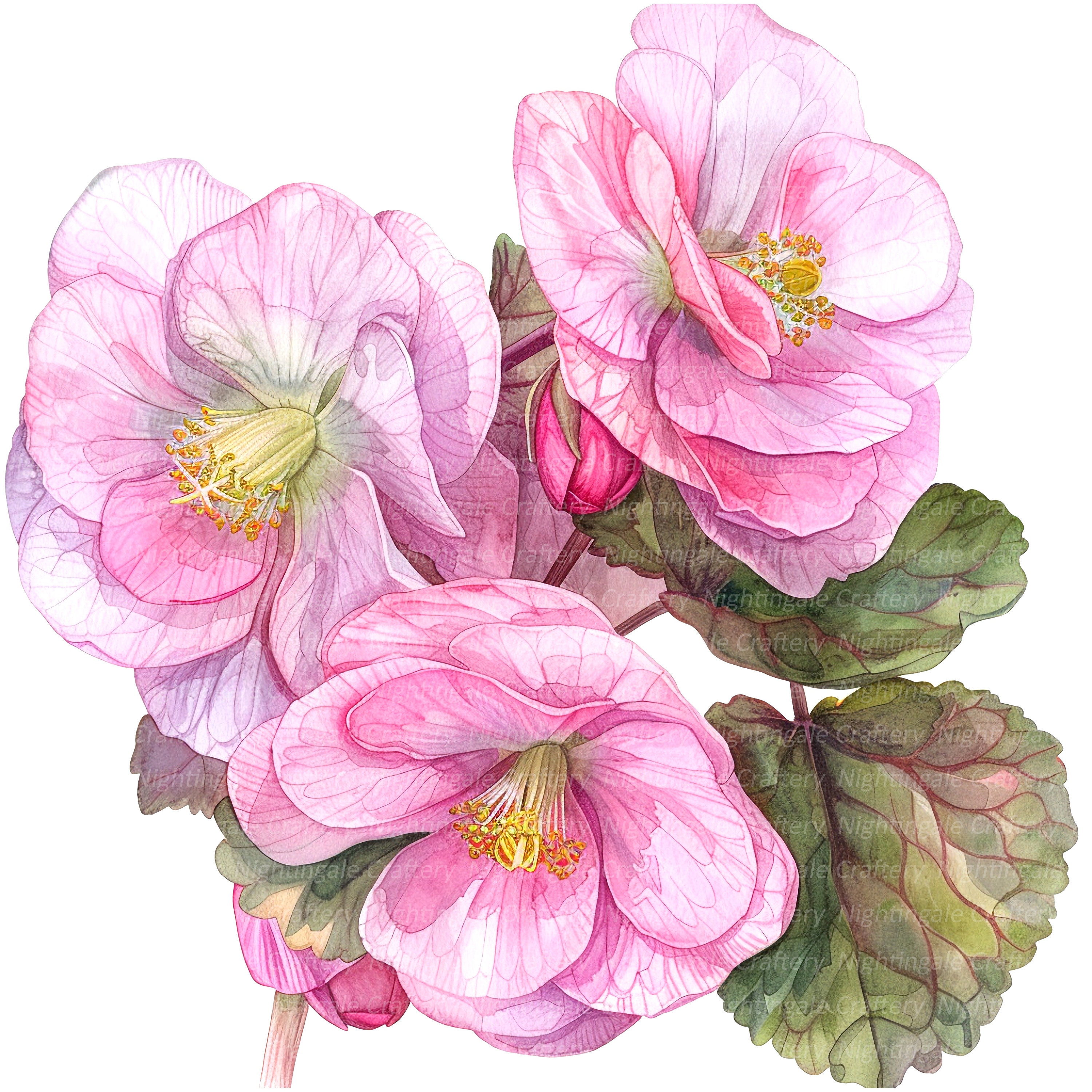 12 Begonia Flowers Clipart, Begonia Bouquet, Printable Watercolor ...