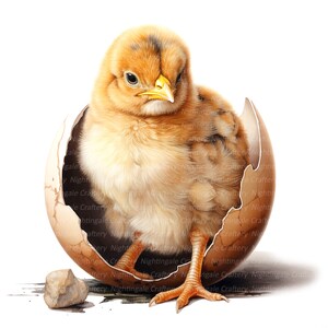 12 Chick Hatching Clipart, Egg Hatching, Printable Watercolor Clipart ...