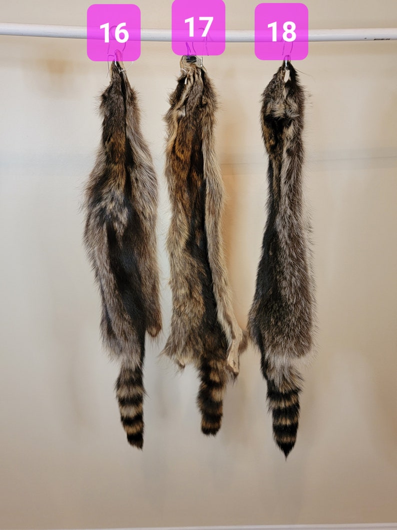 Raccoon Fur/hides - Etsy