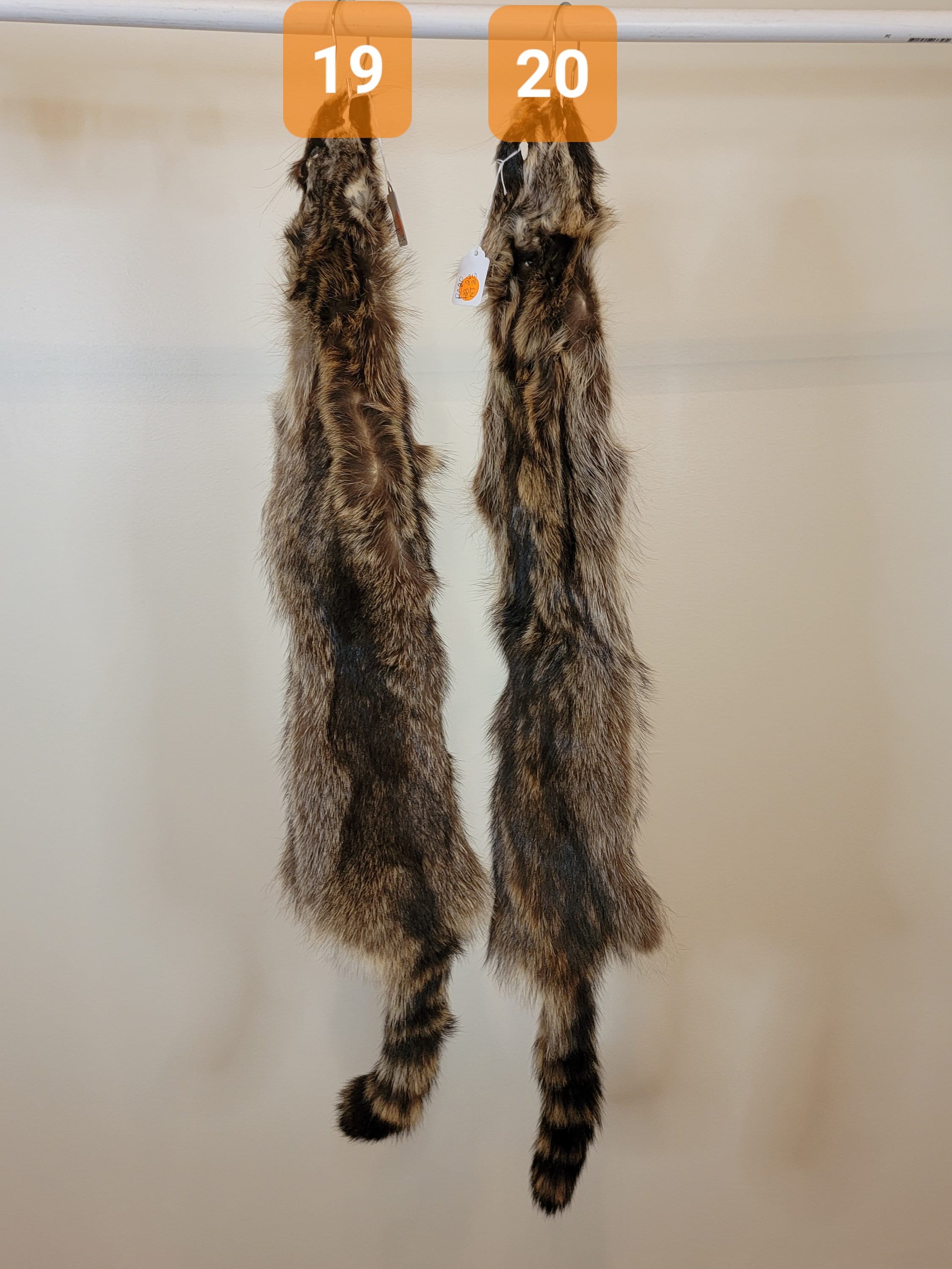 Raccoon Fur/hides - Etsy