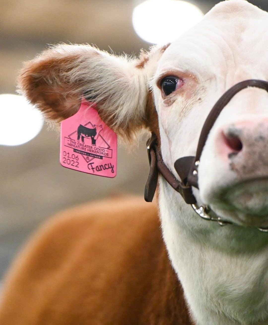 Custom Livestock Ear Tags - Permanently Engraved - No Vinyl No Fading ...