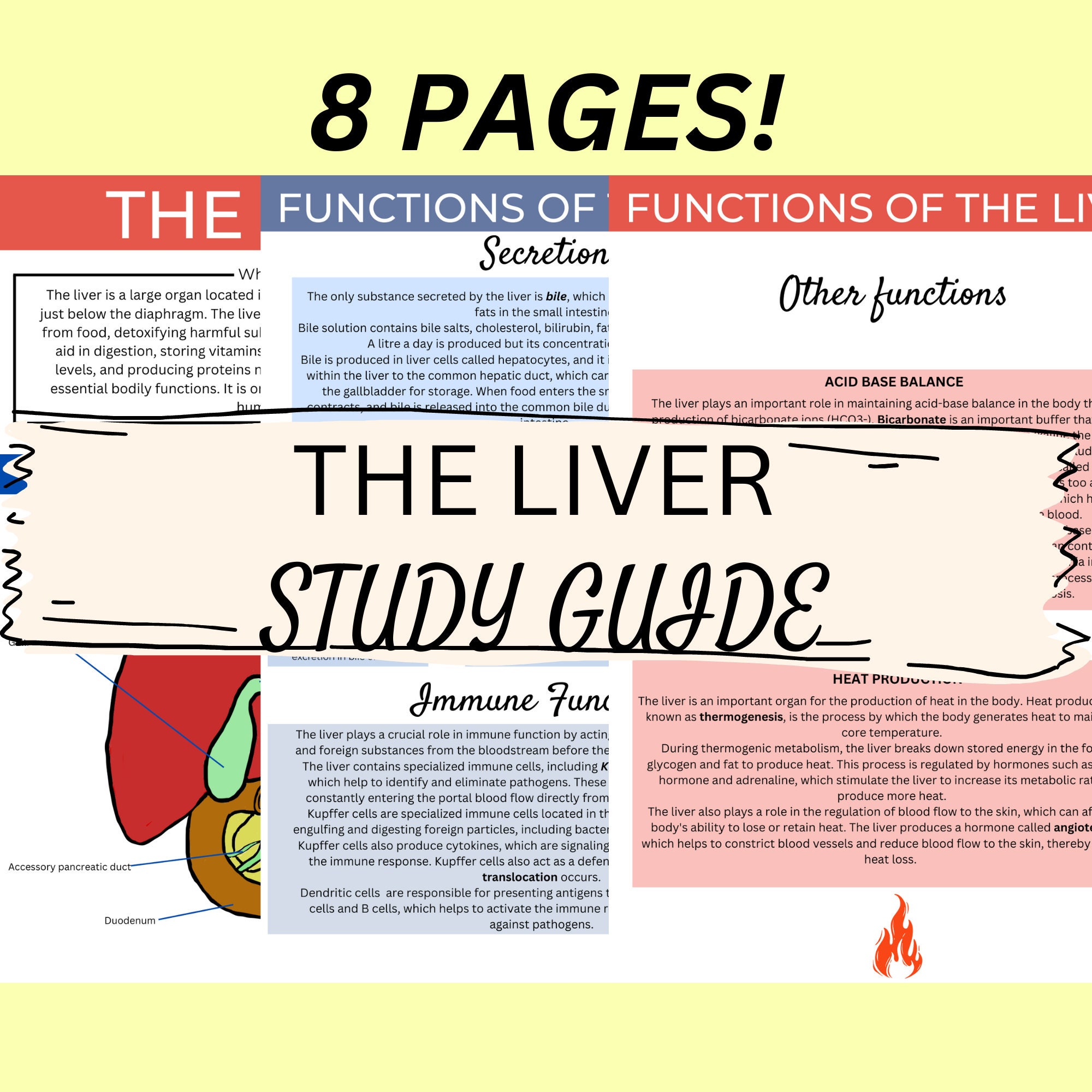 The Liver Study Guide Nursing Study Guide Digital Download - Etsy UK