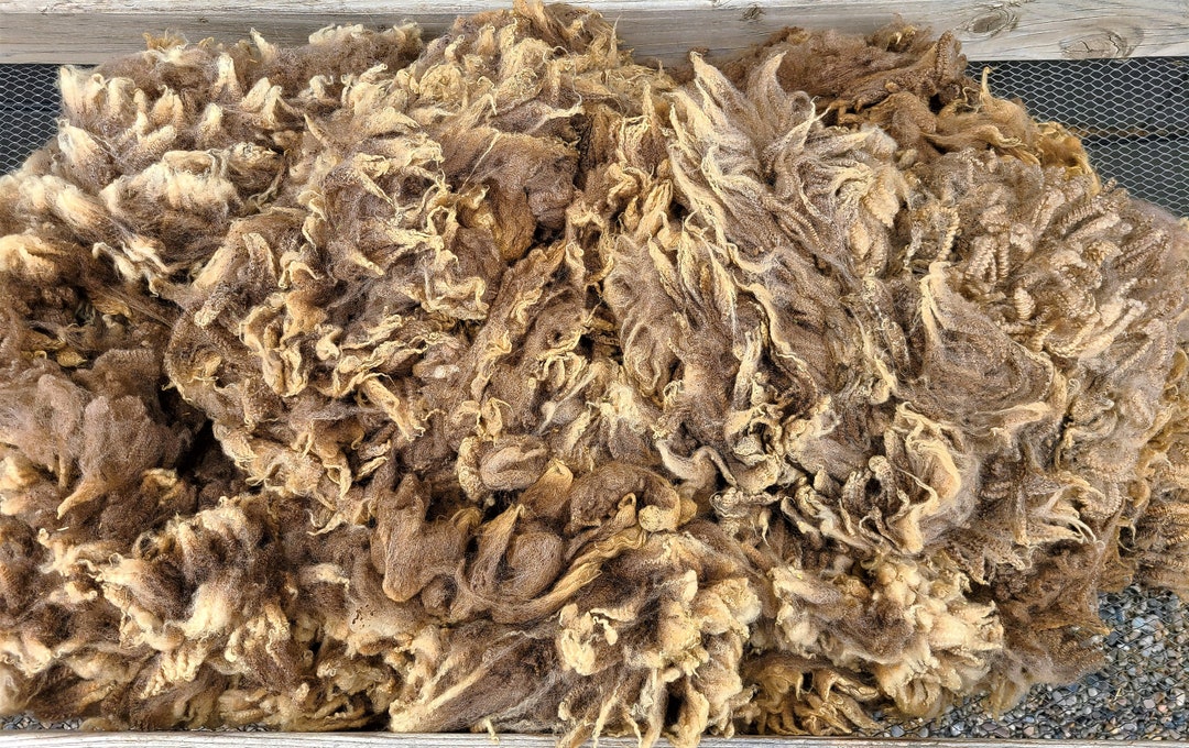 Raw Finnsheep Wool Full Fleece From Cappuccino - Etsy