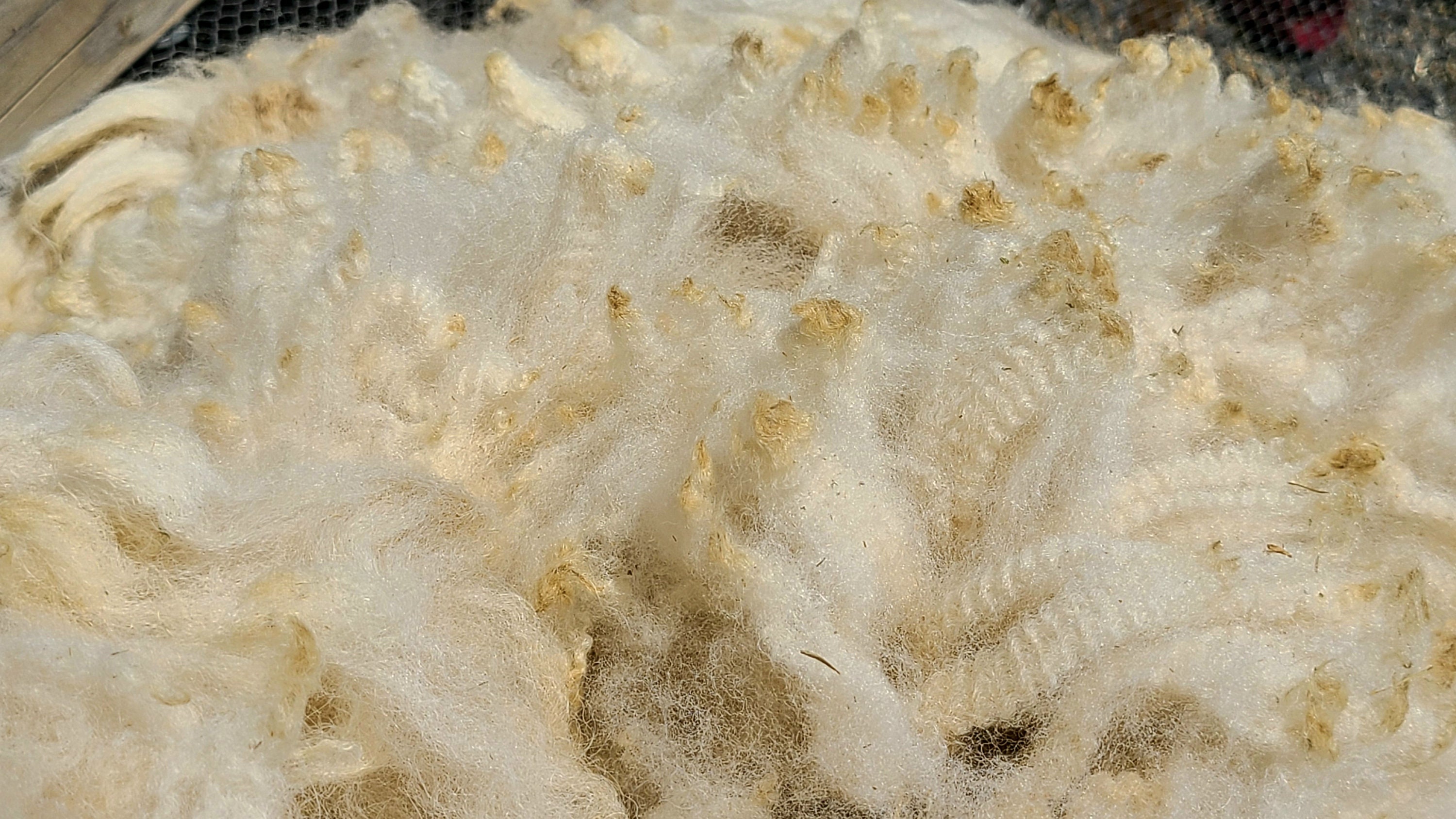 Raw Alpaca Fiber - Etsy
