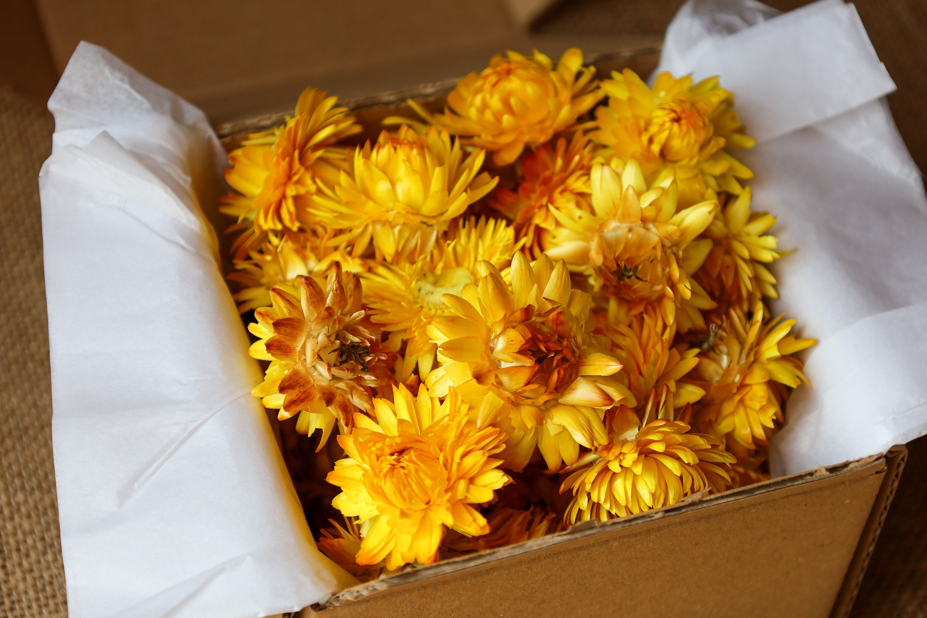 50 Yellow Dried Straw Flowers | Weddings Decor | Dried Flower ...