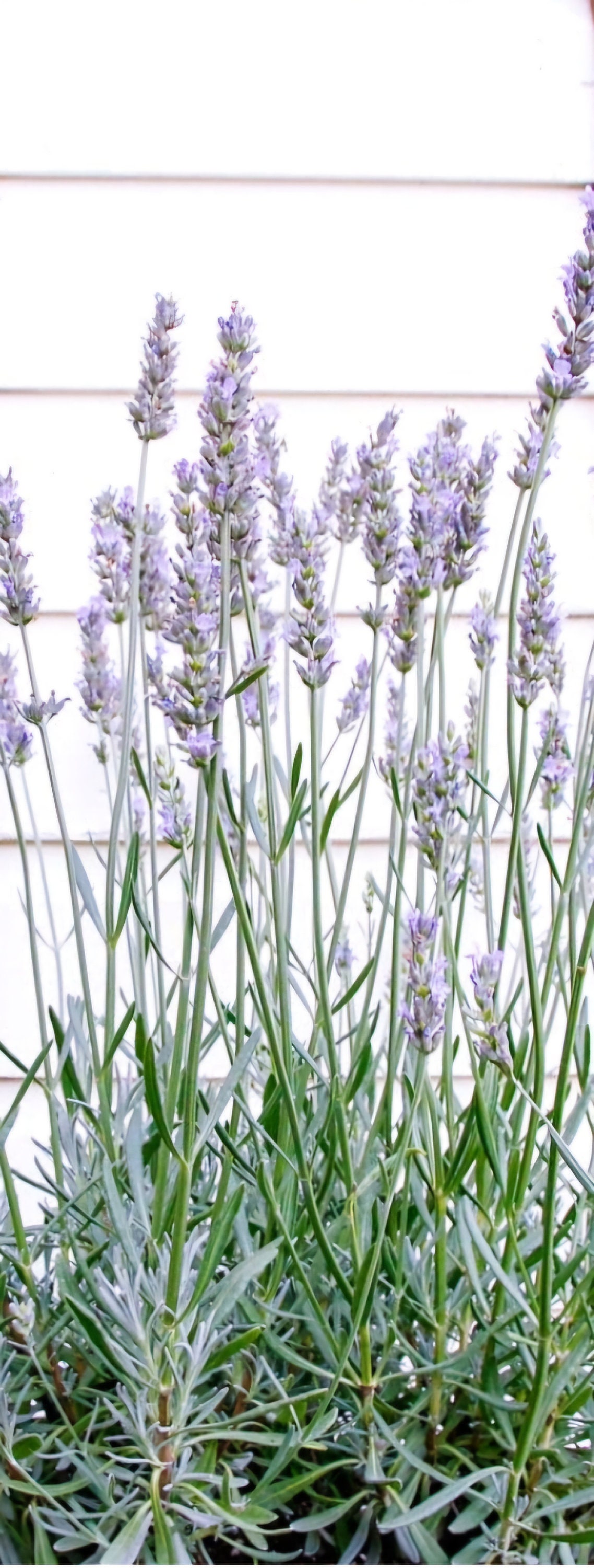 Lavender Exceptional Seeds. - Etsy