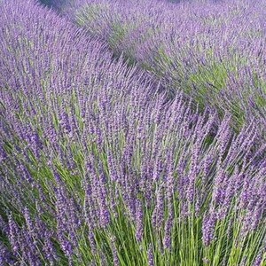 Lavender Exceptional Seeds. - Etsy